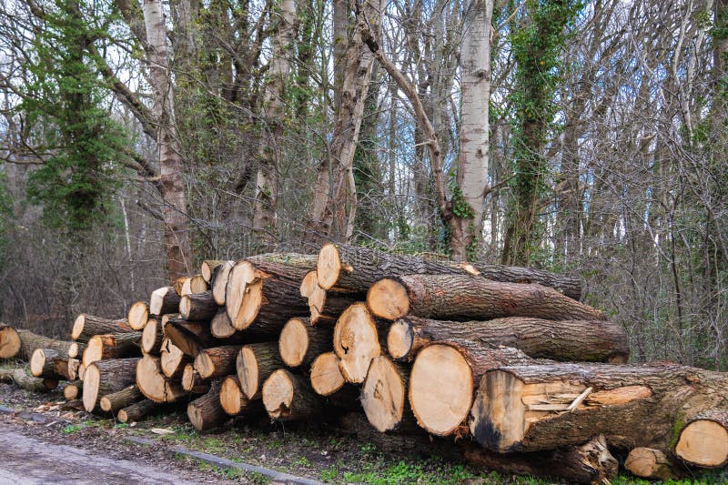 Felled Logs Piled Near Forest Wood Industry Stock Photos - Free ...
