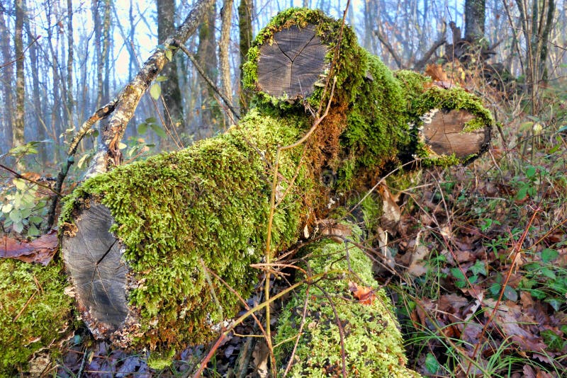 Felled oak tree in woods stock image. Image of close - 238054329