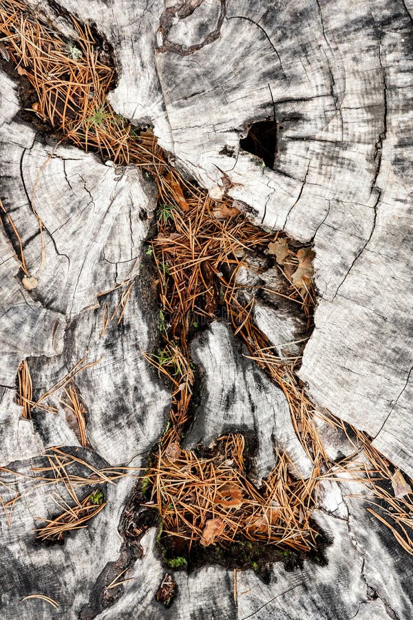 Felled Old Big Pine Tree Stump. Close Up Texture Photo Stock Photo ...