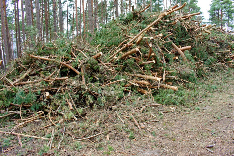 Felled Pine Branches in One Heap. the Concept of Cutting Down Trees ...