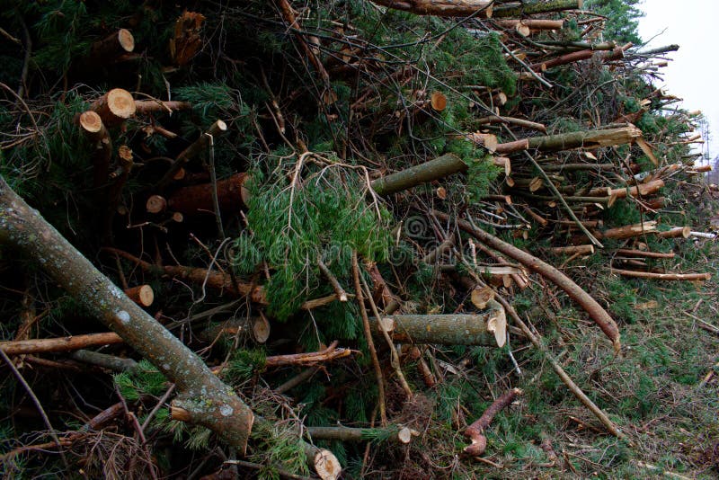 Felled Pine Branches in One Heap. the Concept of Cutting Down Trees ...