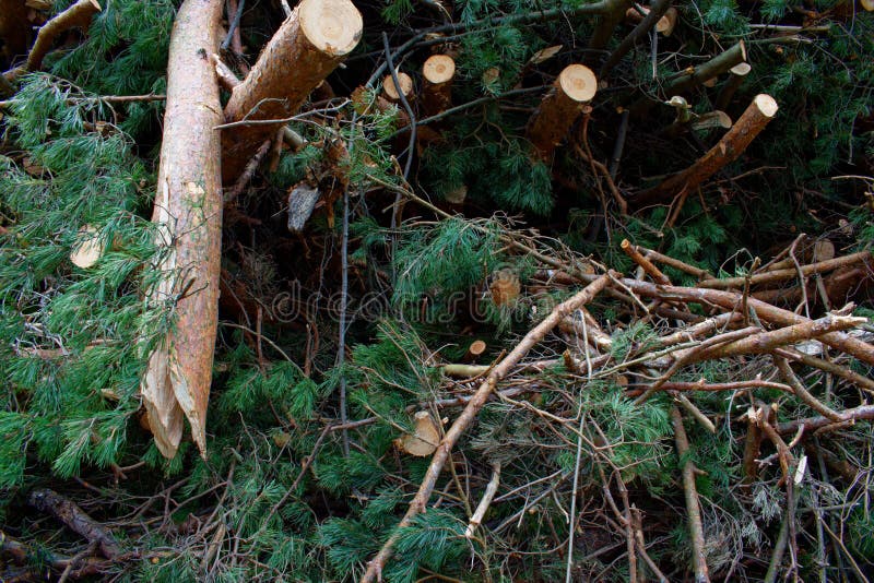 Felled Pine Branches in One Heap. the Concept of Cutting Down Trees ...