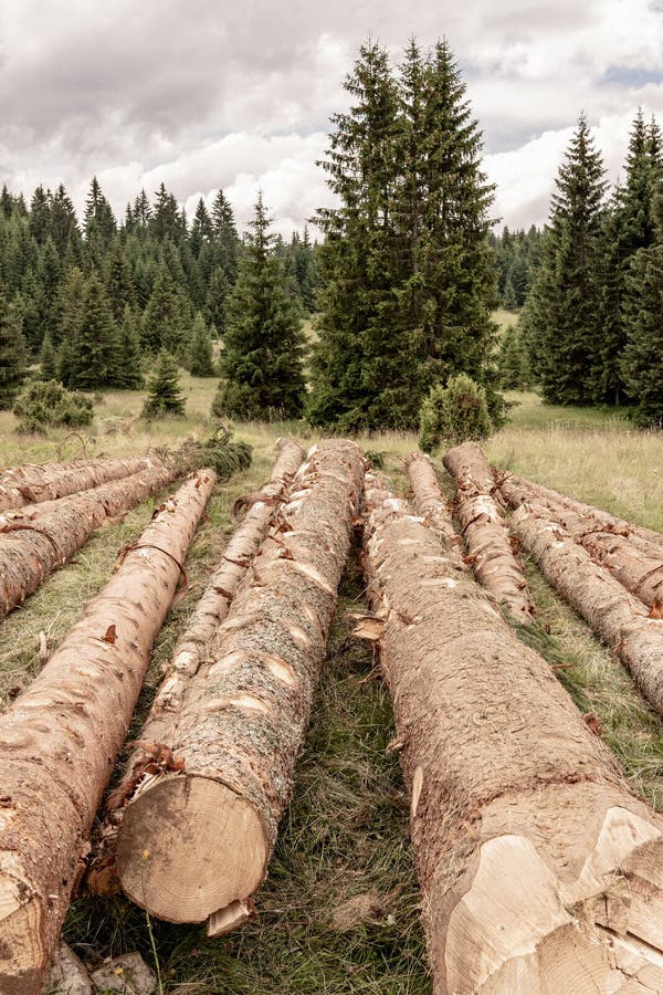 Felled Pine Trees. Deforestation Environmental Damage. Nature ...