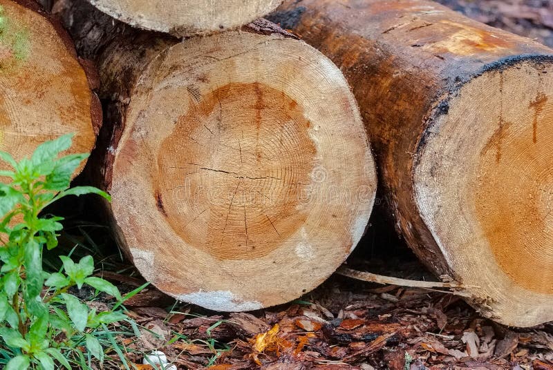 Felled Pine Trunks - Their Cross-section and Tree Rings are Visible ...