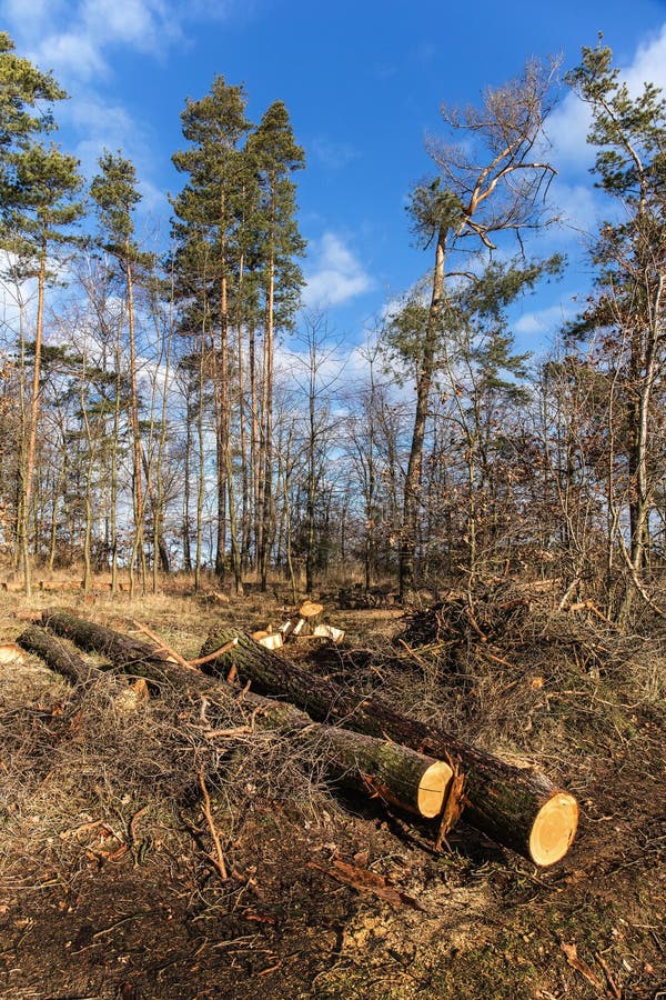 Felled Pines on the Edge of the Forest. Logging. Firewood for Heating ...