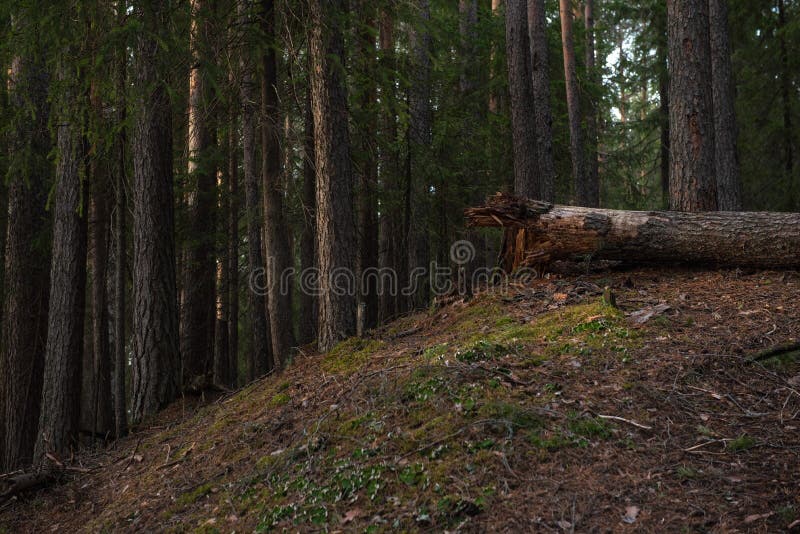 Felled Rotten Pine Tree in the Spring Forest Stock Photo - Image of ...