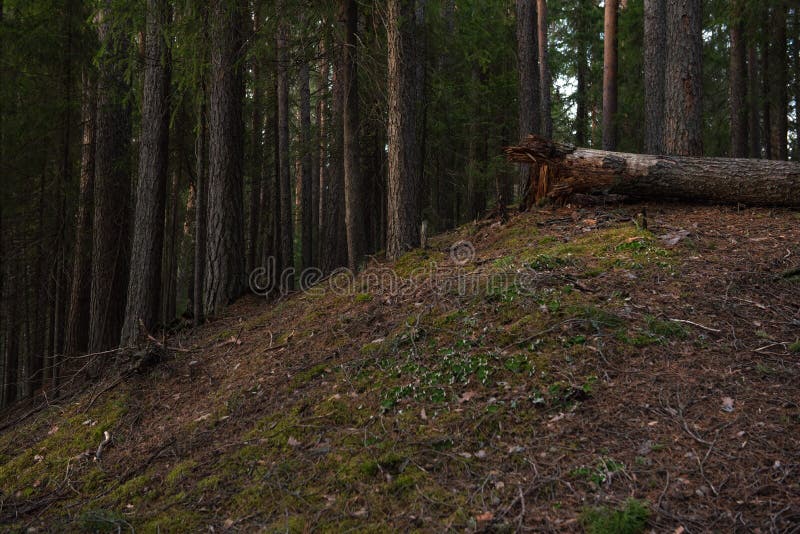 Felled Rotten Pine Tree in the Spring Forest Stock Image - Image of ...