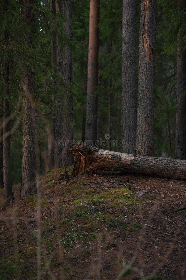 Felled Rotten Pine Tree in the Spring Forest Stock Photo - Image of ...
