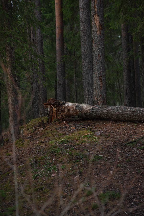 Felled Rotten Pine Tree in the Spring Forest Stock Image - Image of ...