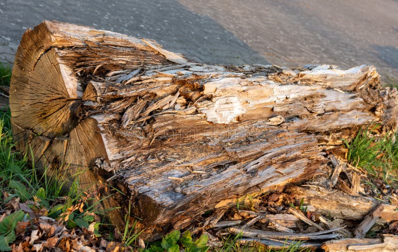 A felled rotten tree trunk stock photo. Image of timber - 244061850