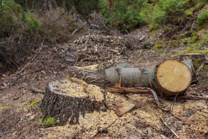 Felled Timber Forest Collecting Firewood Source Energy Protection ...