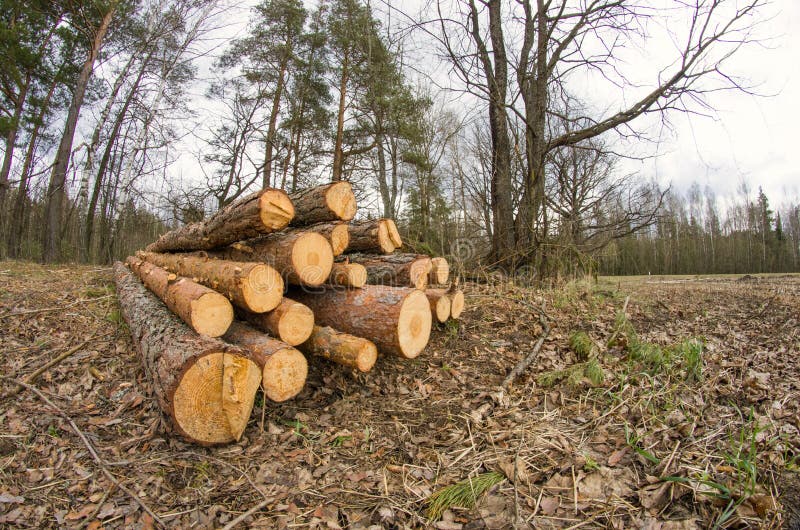 Felled Timber in the Forest Stock Image - Image of ecology, stacked ...