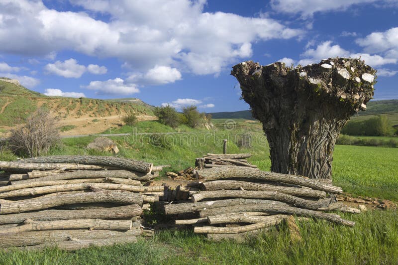 Felled tree stock image. Image of burn, cutting, blue - 23480767