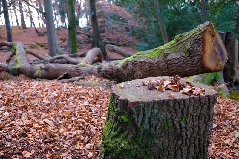 Felled Tree in Woods stock photo. Image of woodland - 105402078