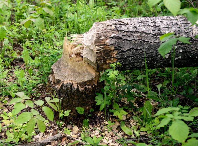 Felled tree stock image. Image of destruction, fell - 119533979