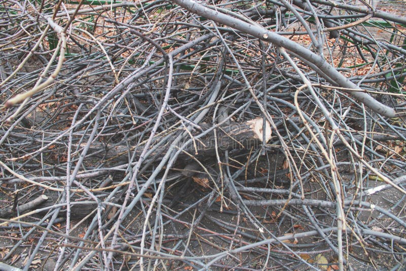 Felled Tree Branches, Felling, Felled Tree Branches in the Field ...
