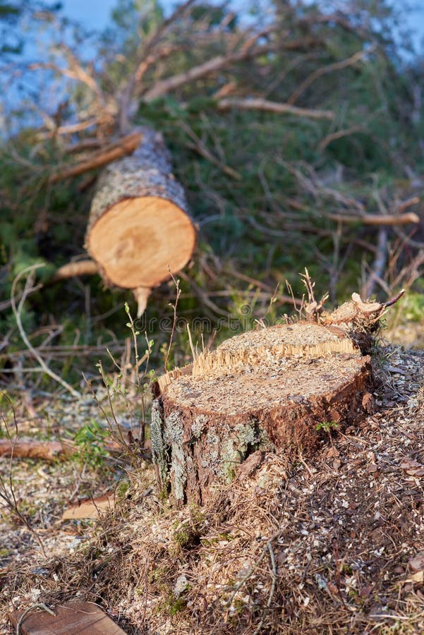 Felled Tree stock image. Image of bark, damage, deforestation - 71096367