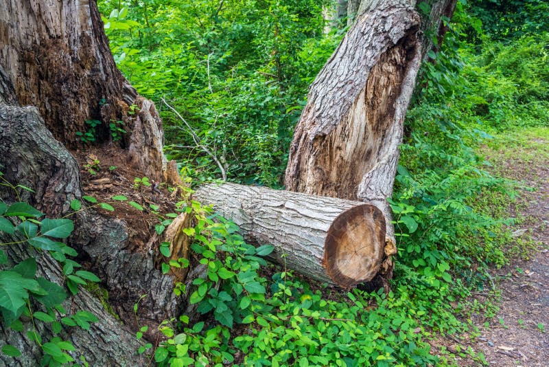 Felled Tree stock image. Image of woods, trail, felled - 57315465