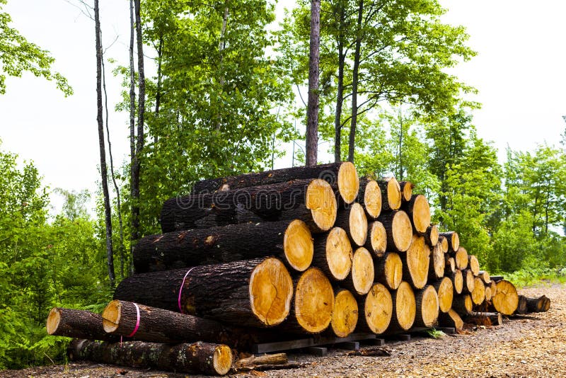 Felled tree stock photo. Image of plant, outdoors, pile - 33630940