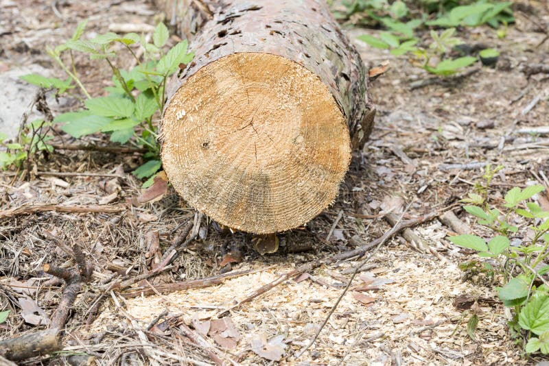 Felled tree stock image. Image of cutting, nature, deforestation - 43616095