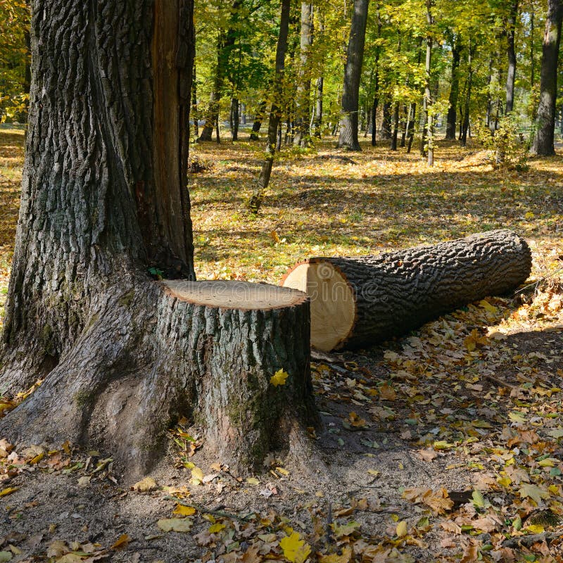 Felled tree stock image. Image of empty, country, bark - 59253389