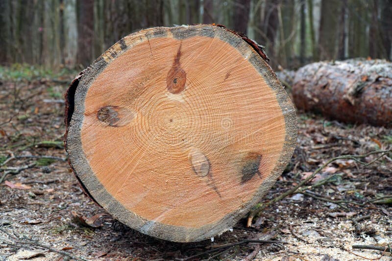 A Felled Tree in the Forest. Tree in Section Stock Photo - Image of ...
