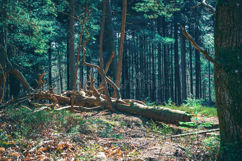 Felled tree in a forest stock photo. Image of energy - 177919632