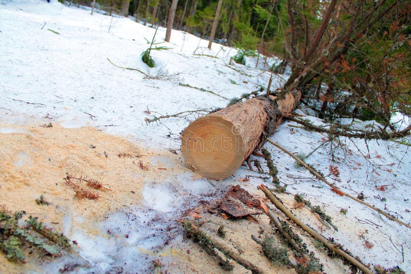 Felled tree in the forest stock image. Image of cracked - 68644963