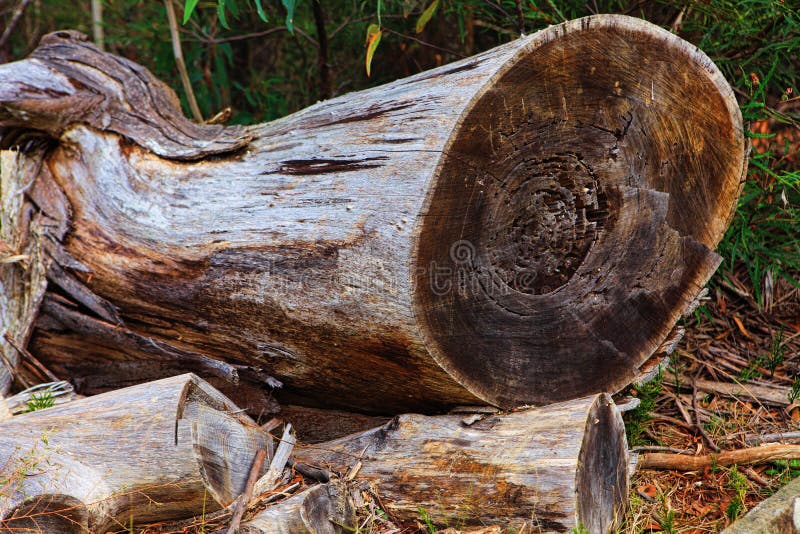 Felled Tree stock image. Image of environment, forest - 32441743