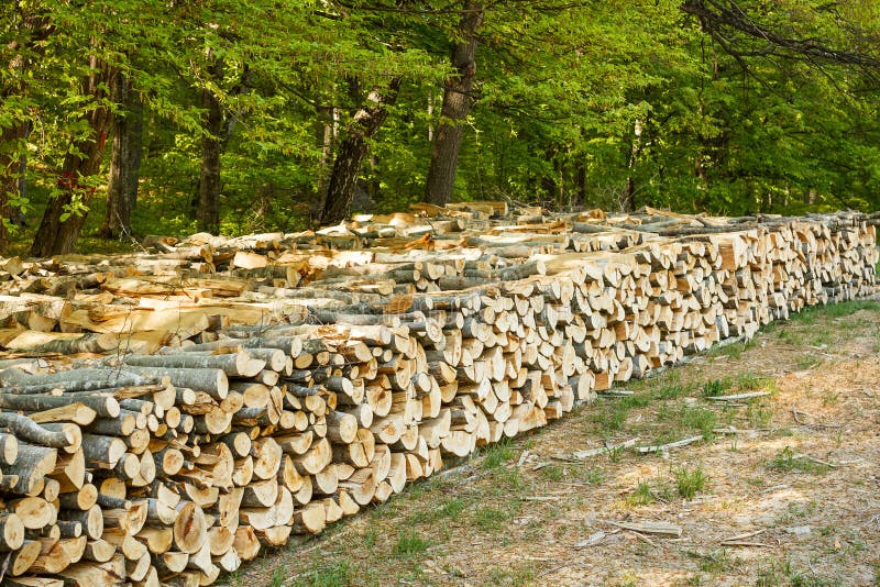 Felled tree stock photo. Image of pattern, branch, industry - 30949146