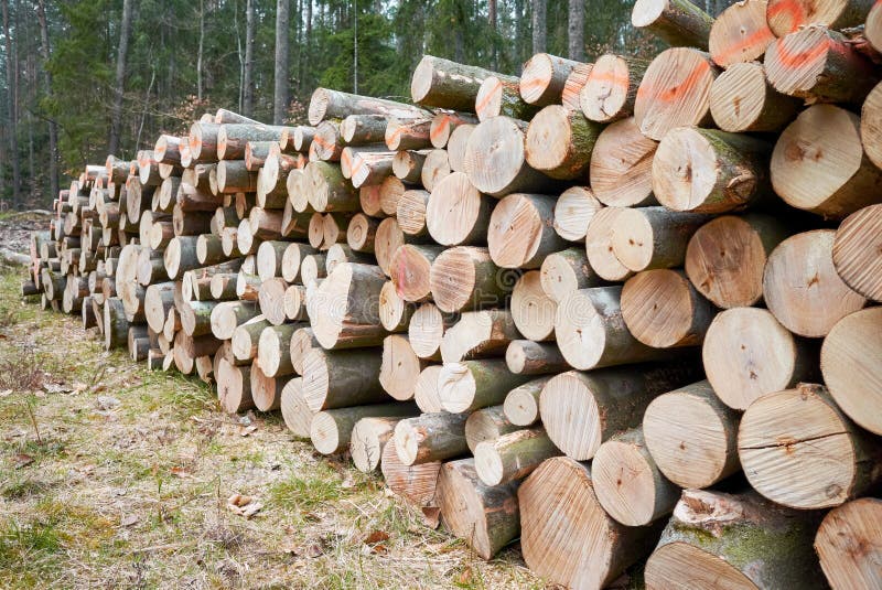 Log Pile In Forest - Logging Company Stock Image - Image of logging ...