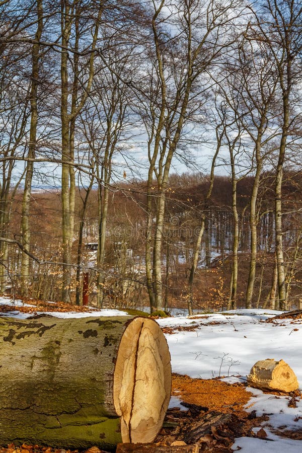 Felled tree spruce stock photo. Image of ecology, firewood - 80020834