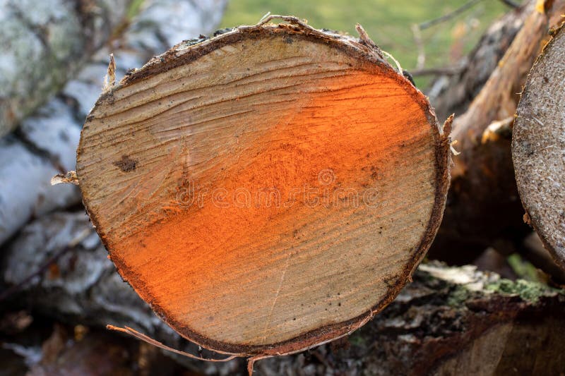 Felled Tree with an Orange Spray-painted Line by a Forester Stock Image ...