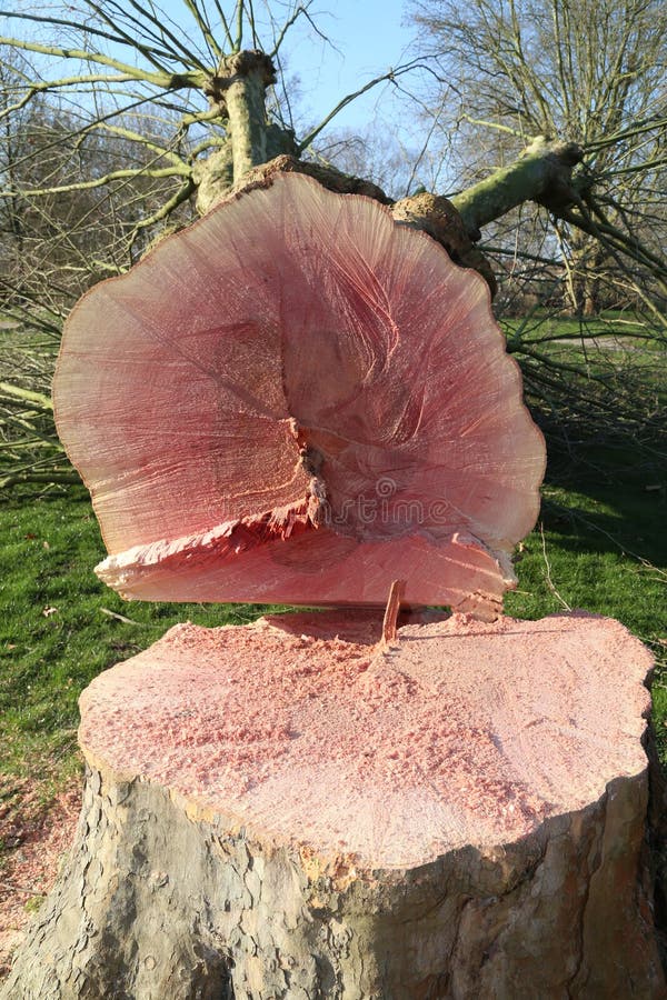 Felled tree stock image. Image of exposure, comprehensive - 68583147