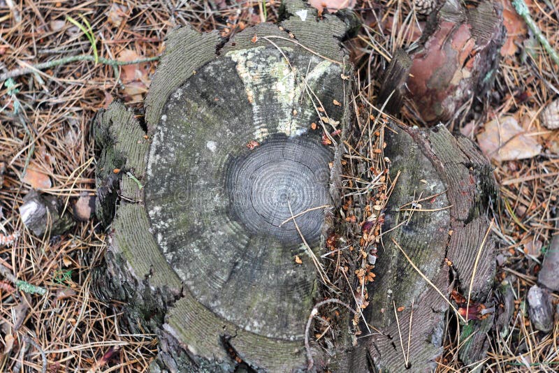 Felled Tree, Pine Stump. Walking in the Forest Stock Image - Image of ...