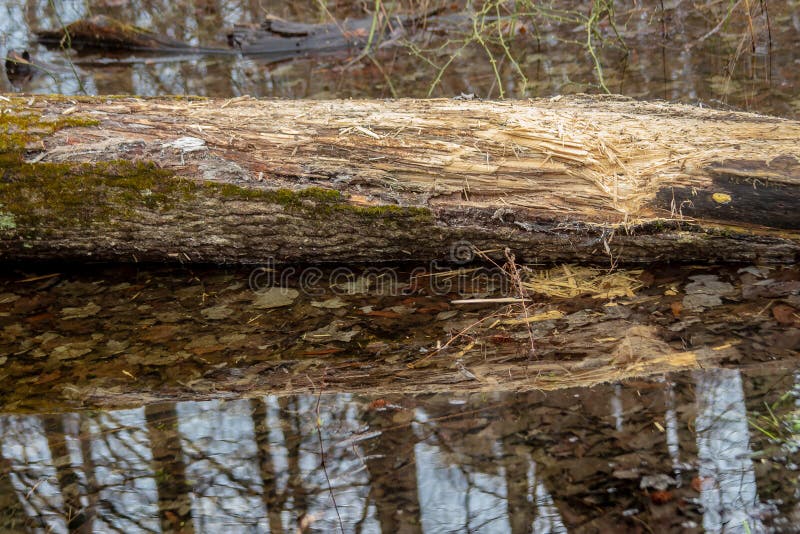 A Felled Tree Reflected in the Swamp Water. Stock Image - Image of tree ...