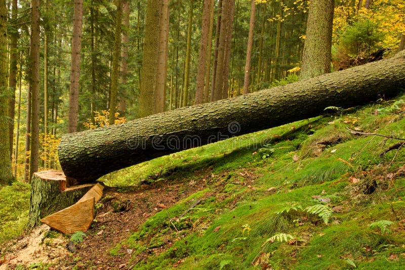 Felled tree spruce stock photo. Image of comfort, dead - 80020772
