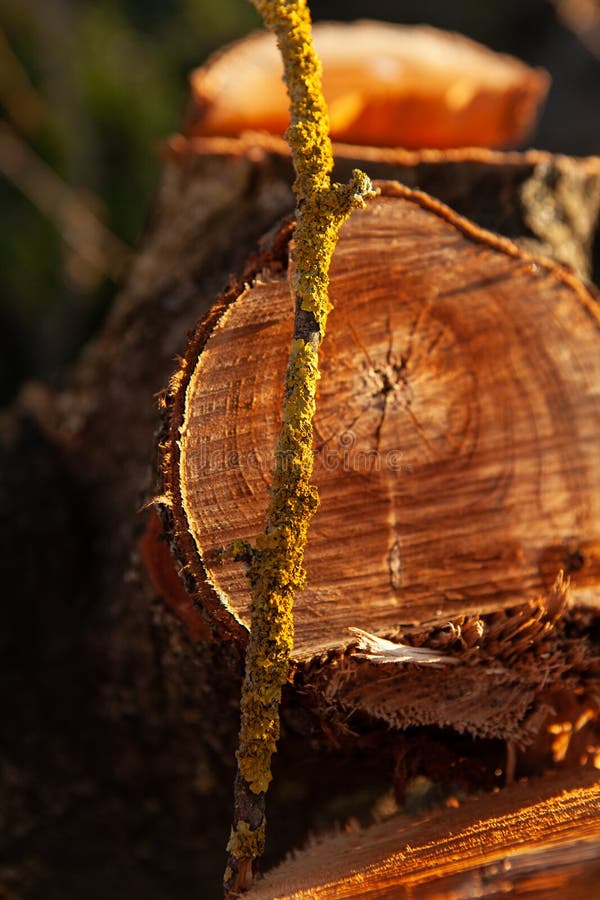 Felled tree stock image. Image of industry, fallen, ecology - 179499283