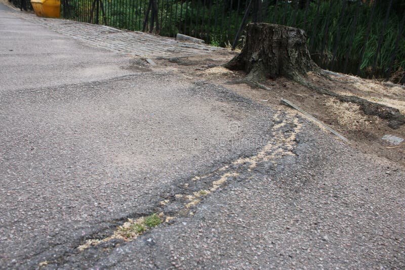 Felled Tree Stump with Visible Tree Root Damage To Pavement Stock Image ...