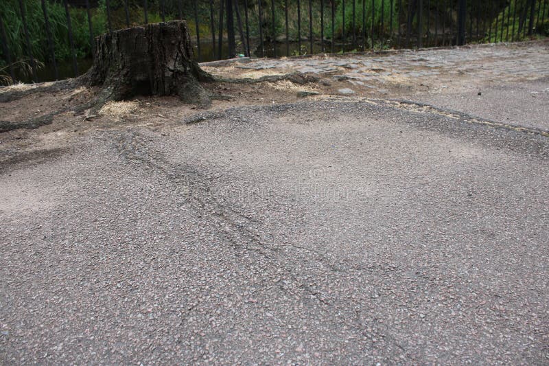 Felled Tree Stump with Visible Tree Root Damage To Pavement Stock Image ...