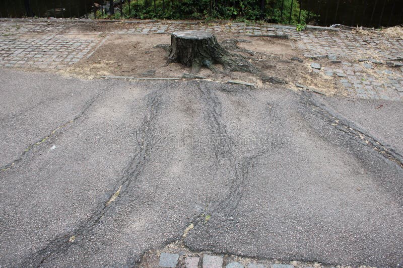 Felled Tree Stump with Visible Tree Root Damage To Pavement Stock Photo ...