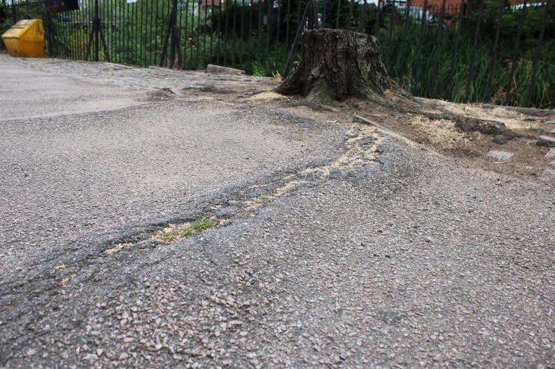 Felled Tree Stump with Visible Tree Root Damage To Pavement Stock Photo ...