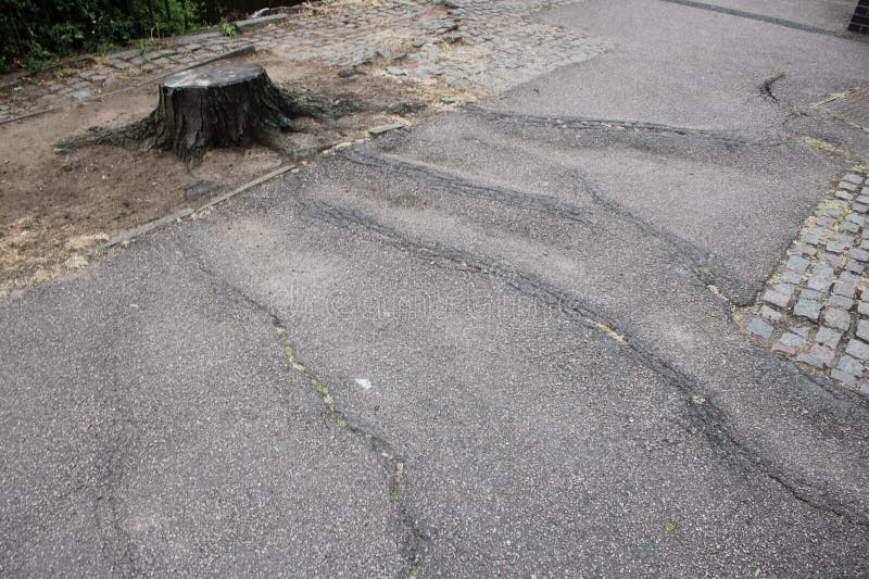 Felled Tree Stump with Visible Tree Root Damage To Pavement Stock Photo ...