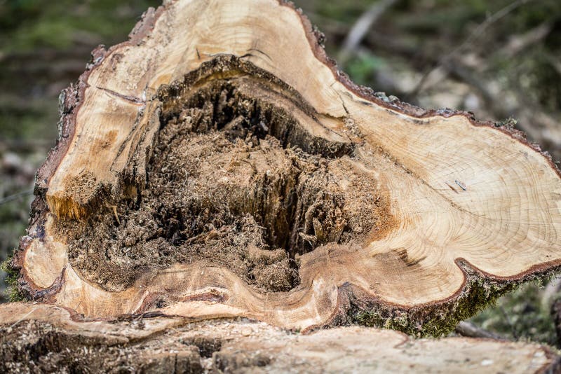 Felled Tree Trunk with Core Rot Stock Image - Image of brown, nuclear ...