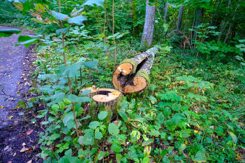 A Felled Tree Trunk with an Empty Middle. Sanitary Forest Clearing ...