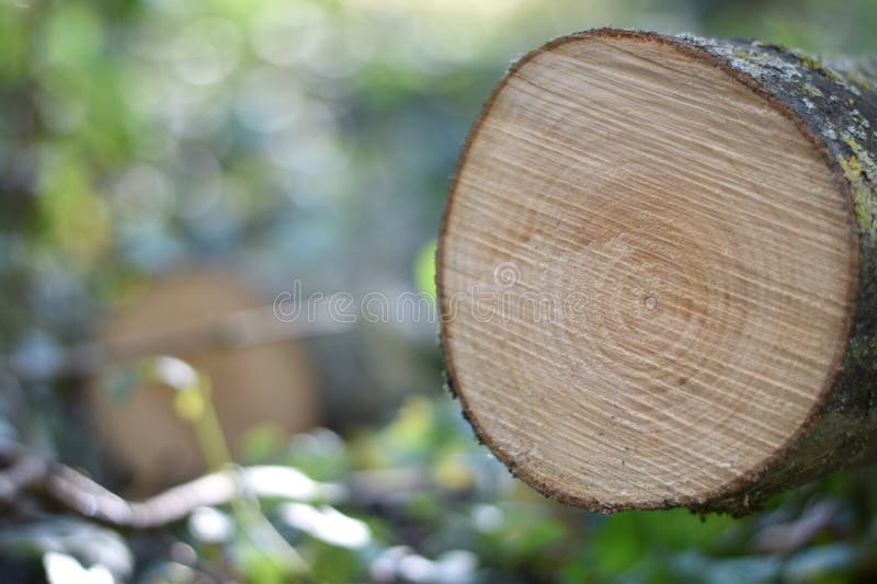 Felled tree trunk stock image. Image of view, gefallter - 270910147