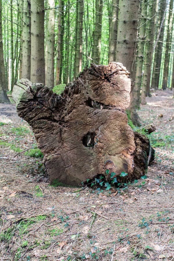 Felled Tree Trunk stock photo. Image of wood, stump, rotten - 54392698