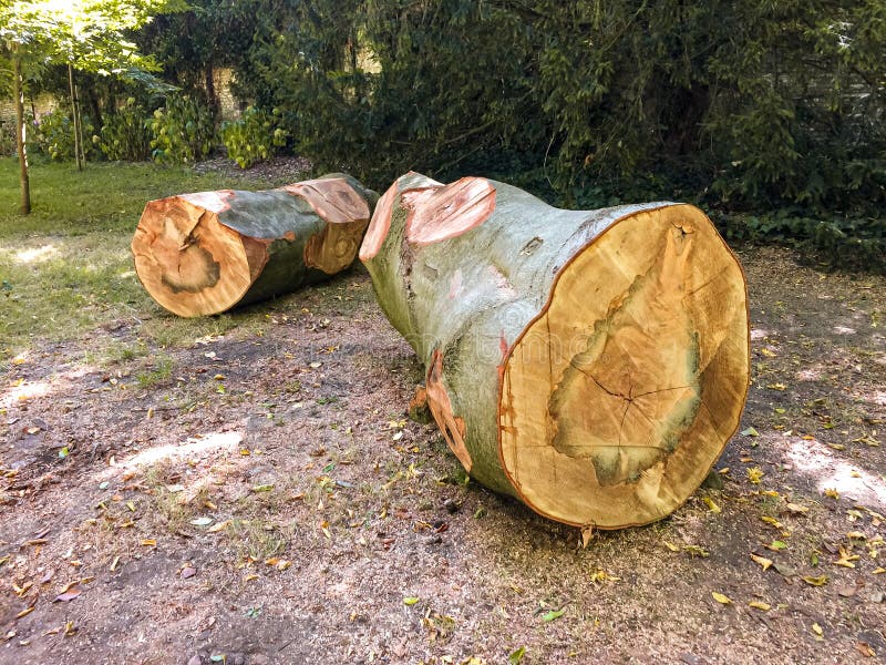 Felled Tree Trunk in a Park Stock Photo - Image of autumn, wood: 163628576
