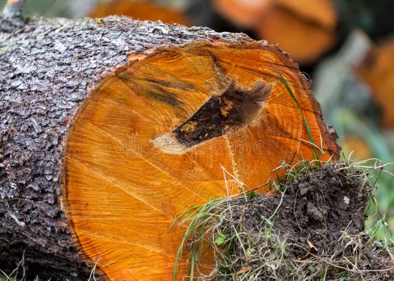 Felled tree trunk stock image. Image of tree, grain, felled - 61044165