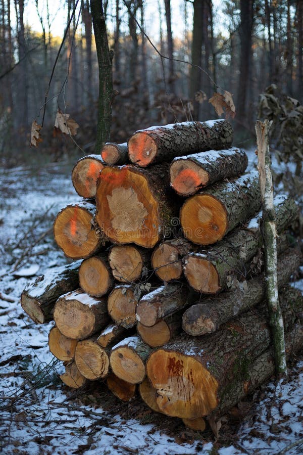Chopped Trees Laying on the Ground in the Winter Day Stock Photo ...
